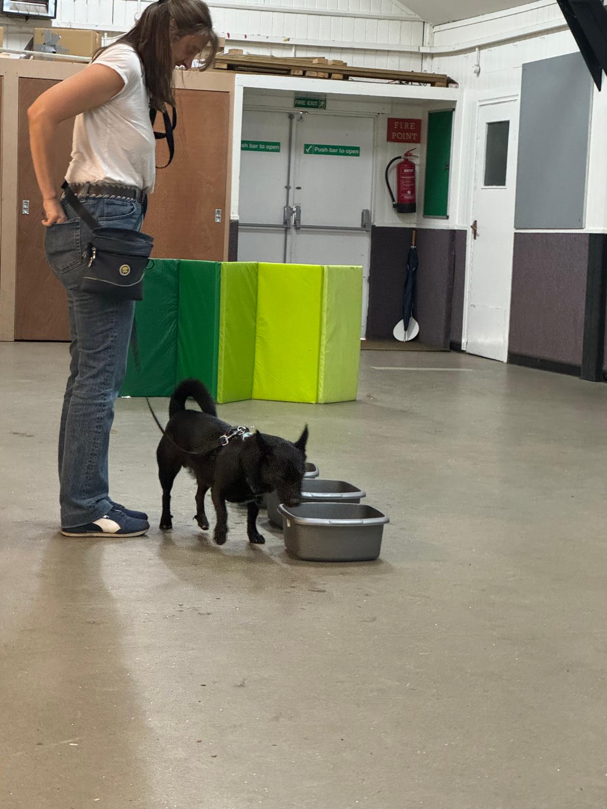 Scentwork Training: Unleash Your Dog’s Natural Scenting Ability | Muddy Mutleys